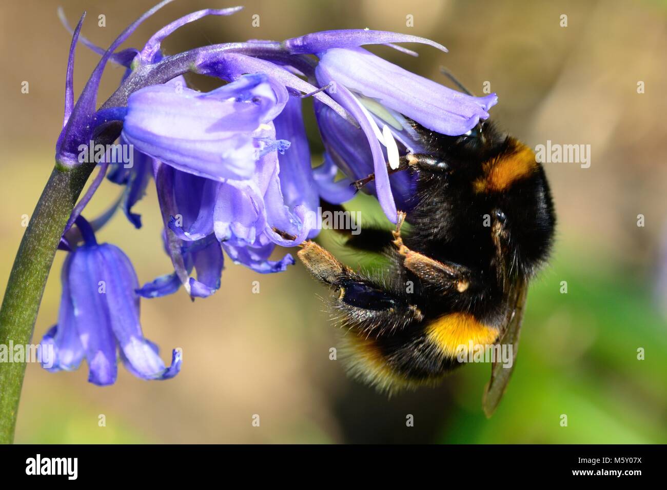 Macro shot of a bumble bee pollinating a bluebell flower Stock Photo ...