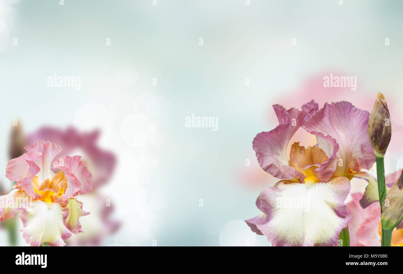 Beige iris flower blooming hi-res stock photography and images - Alamy