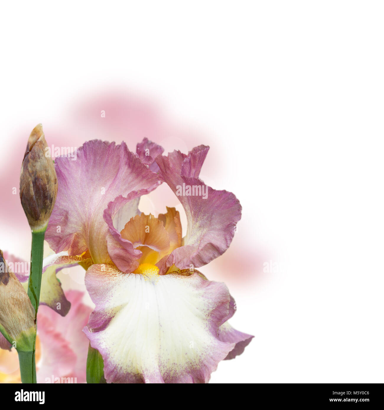 Beige iris flower blooming hi-res stock photography and images - Alamy