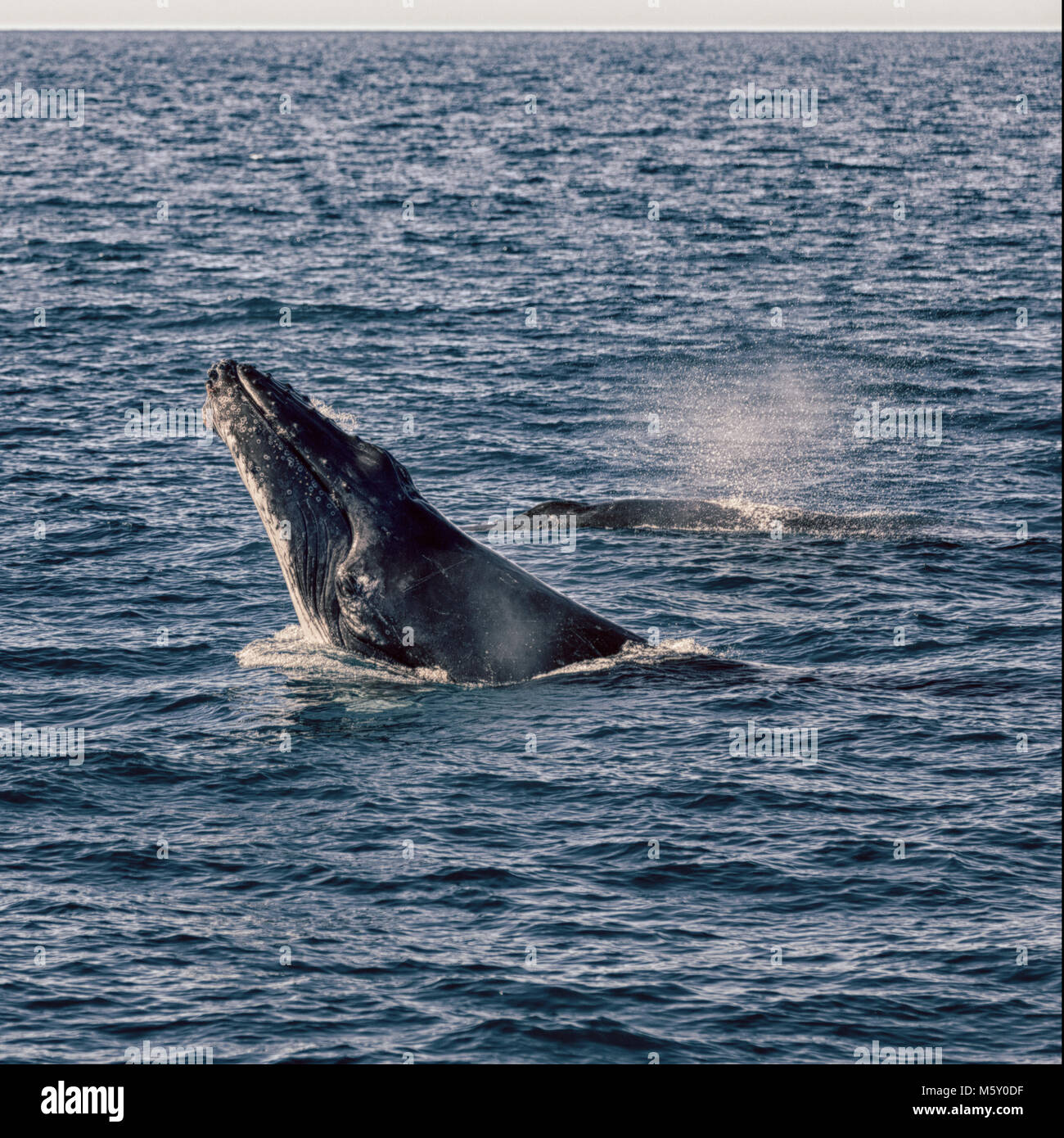 in australia a free whale in the ocean like concept of freedom Stock ...