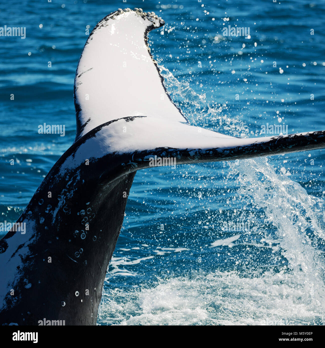 in australia a free whale in the ocean like concept of freedom Stock ...