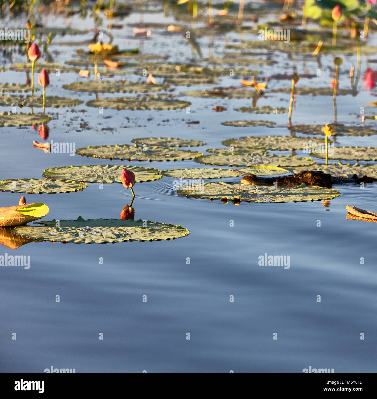 in australia the concept of tranquility in the pond with waterlily ...