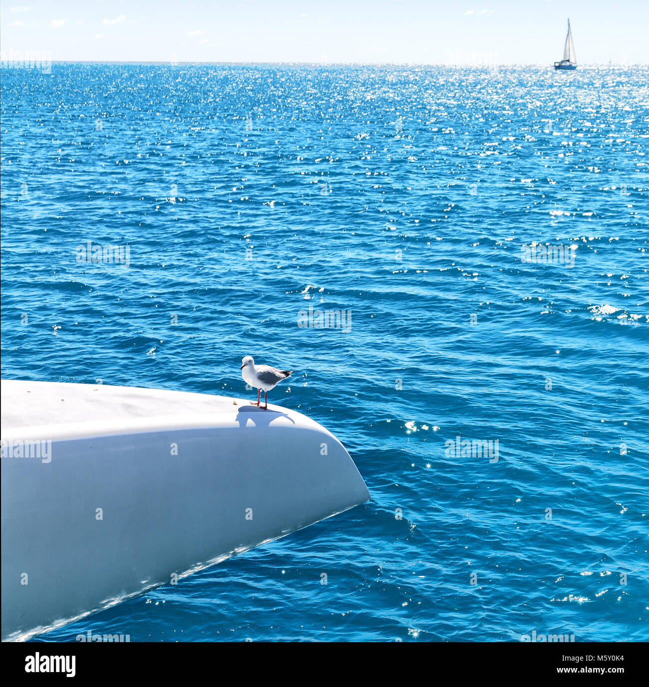 in australia catamaran deck lots of free seagull near the sea Stock ...