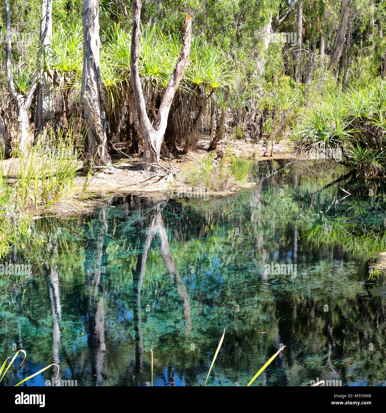in australia mataranka river the palm and the lake in the nature Stock ...