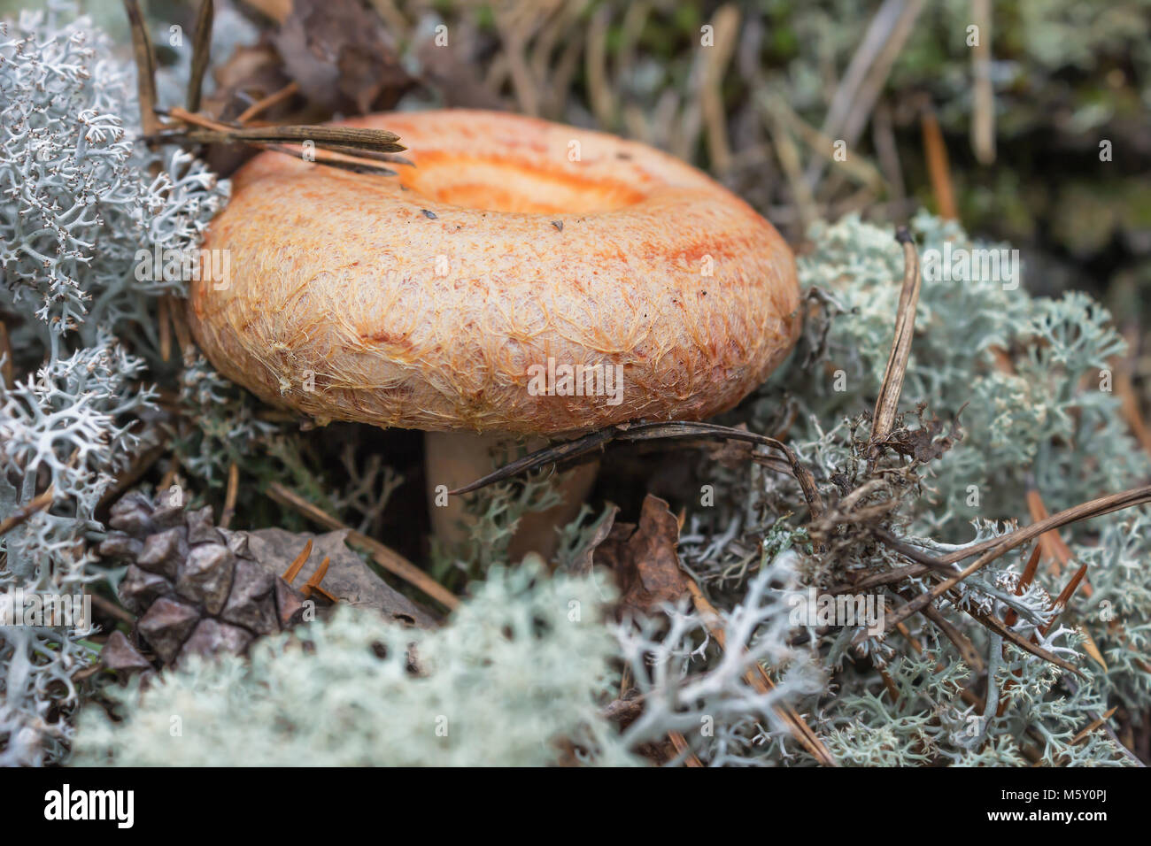 Lactarius torminosus hi-res stock photography and images - Alamy