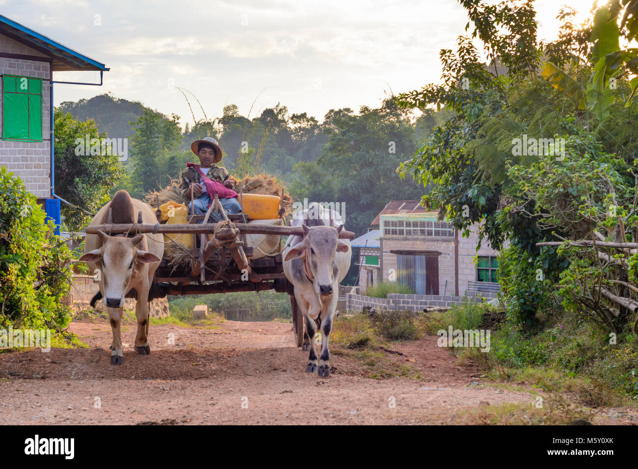 Kalaw: ox-cart, man, village, , Shan State, Myanmar (Burma Stock Photo ...