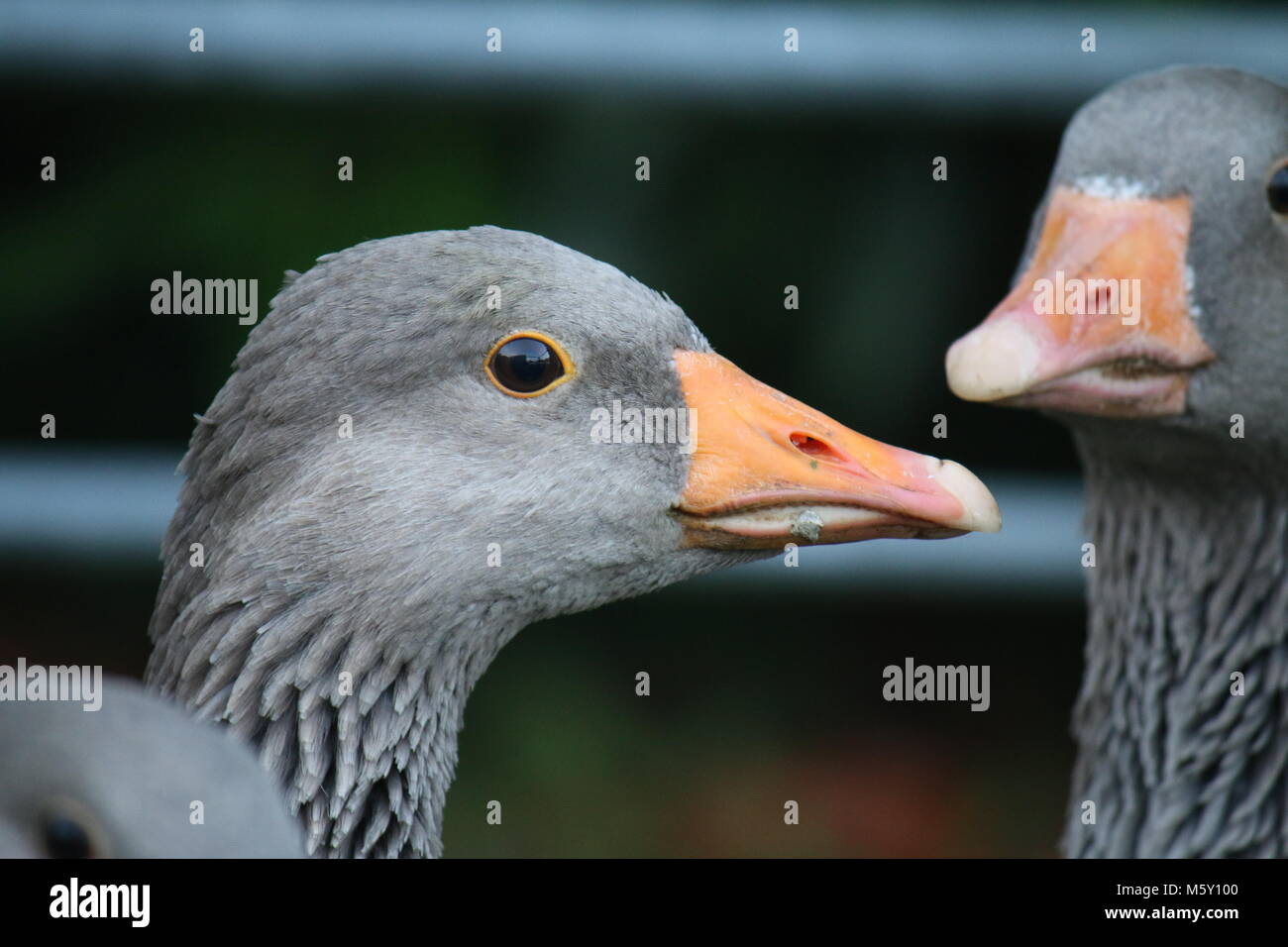 Geese face hi-res stock photography and images - Alamy