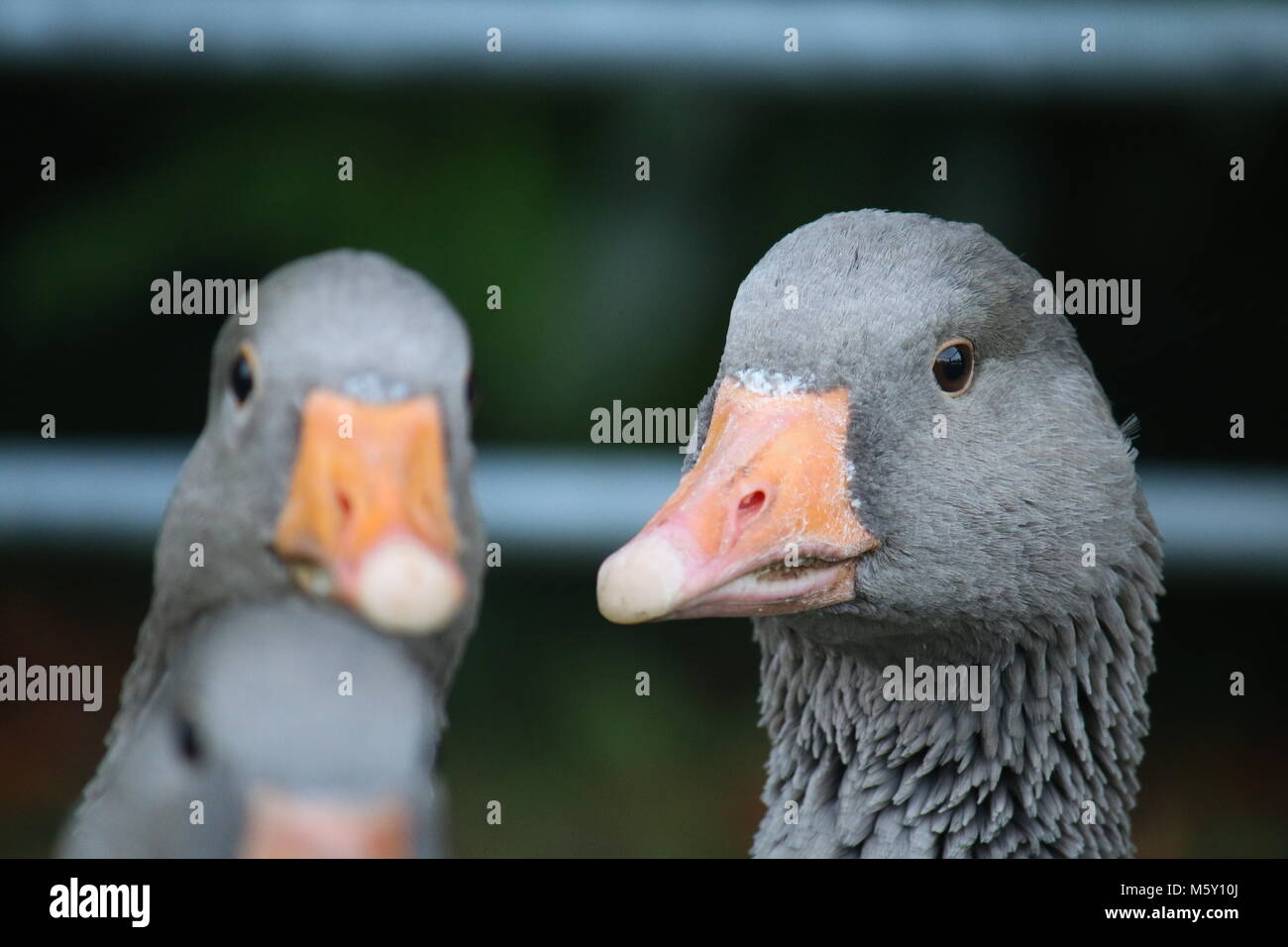 Geese face hi-res stock photography and images - Alamy