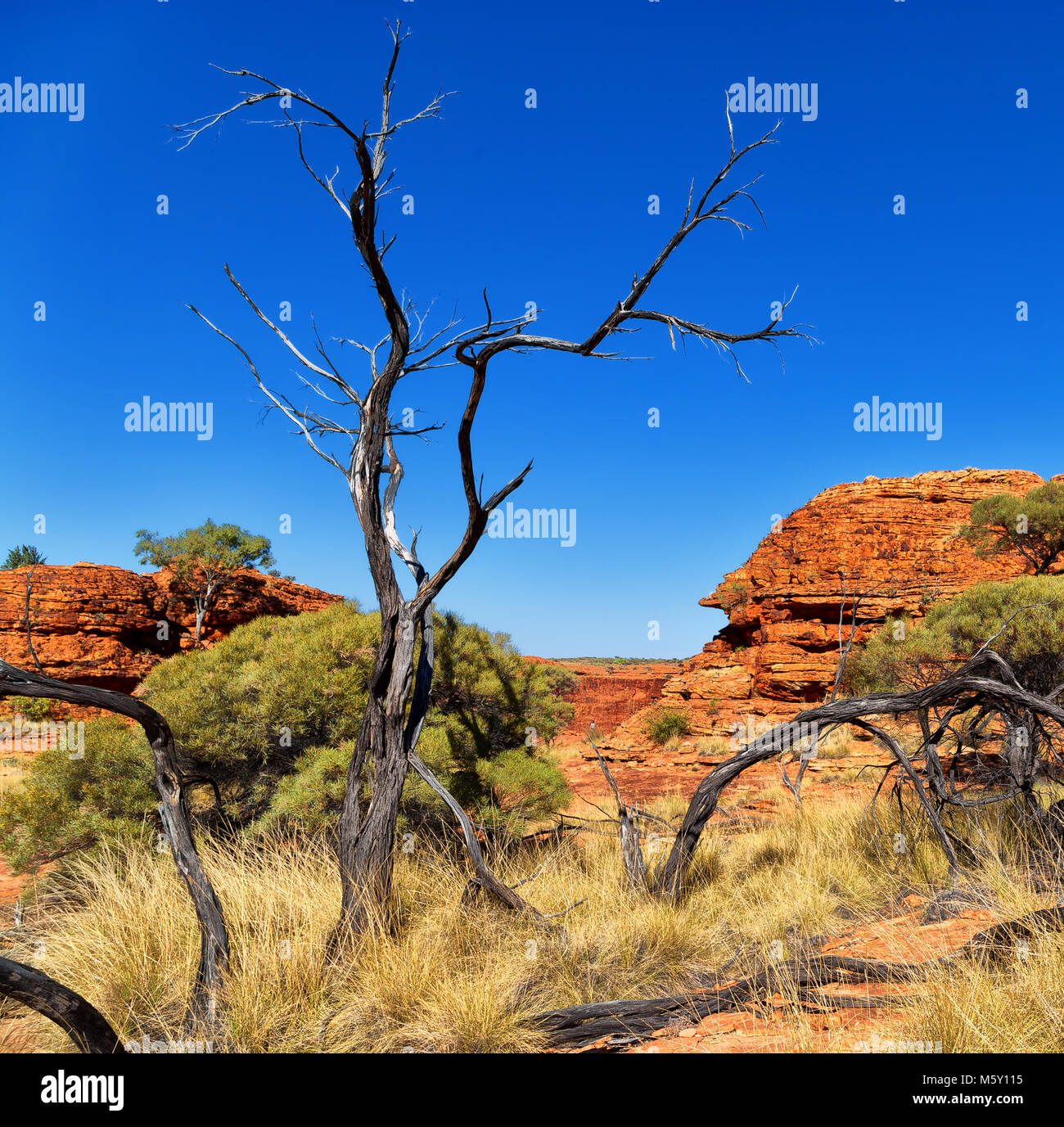 in australia the kings canyon nature wild and outback Stock Photo - Alamy
