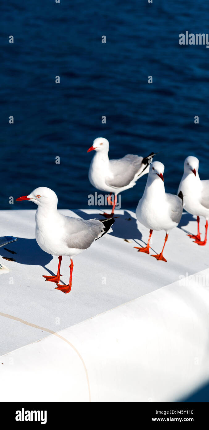 in australia catamaran deck lots of free seagull near the sea Stock ...