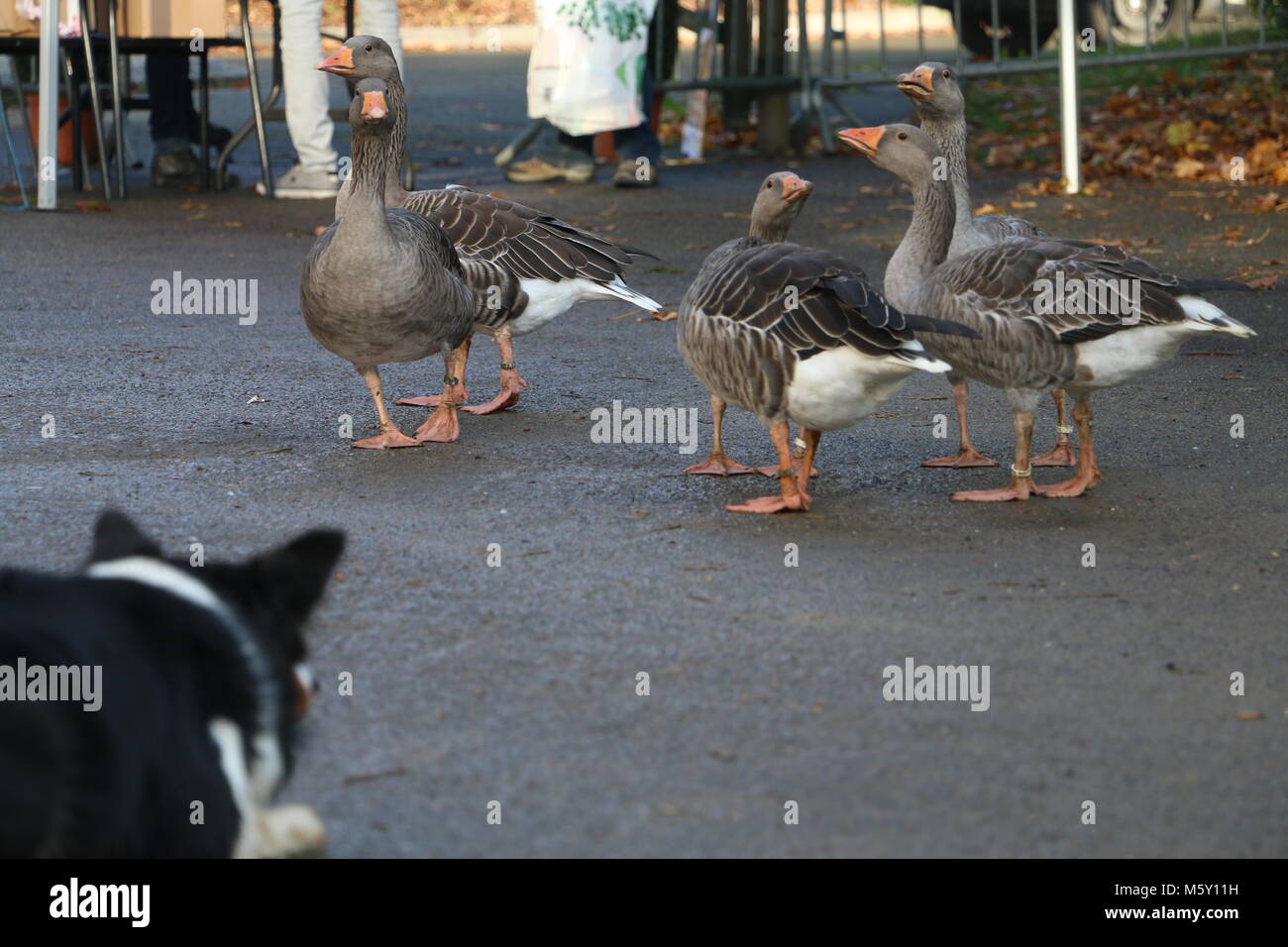Herding geese hi-res stock photography and images - Alamy