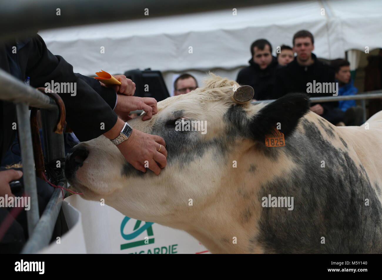 Cow greeting the audience at an auction Stock Photo - Alamy
