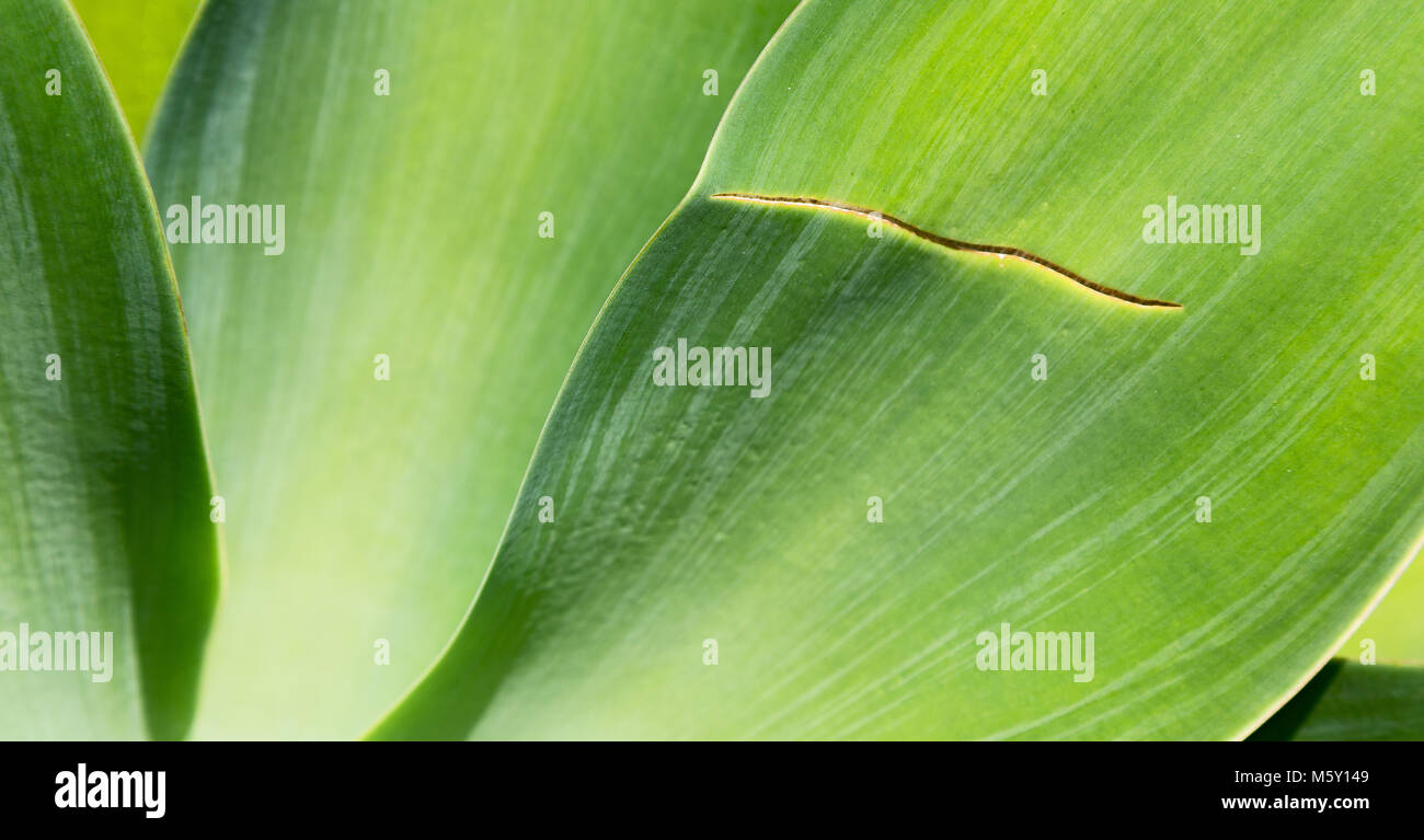 texture and close up of a leaf like abstract background Stock Photo - Alamy