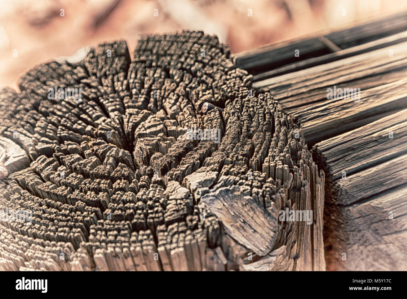 abstract texture of a surface tree like background grain Stock Photo ...