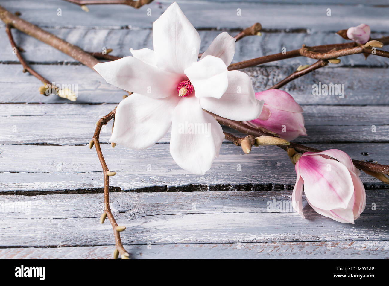 flowers magnolia on wood table. Magnolia stellata . Still life Stock ...