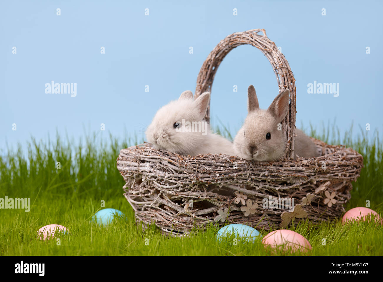 Easter rabbits hi-res stock photography and images - Alamy