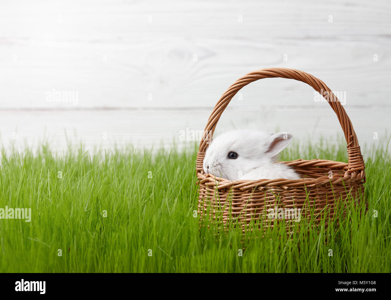 Easter bunny in basket hi-res stock photography and images - Alamy