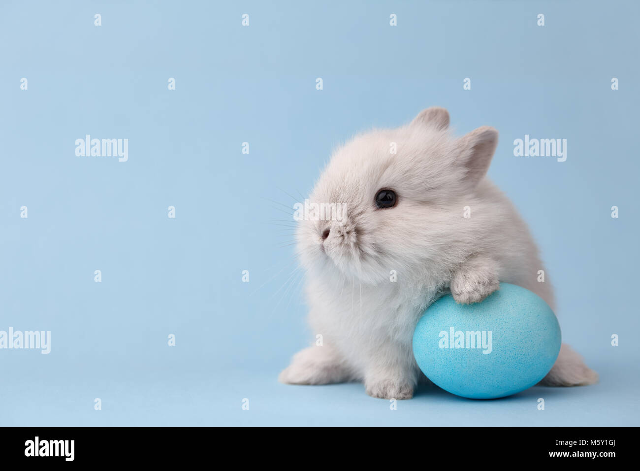 Pretty egg hi-res stock photography and images - Alamy