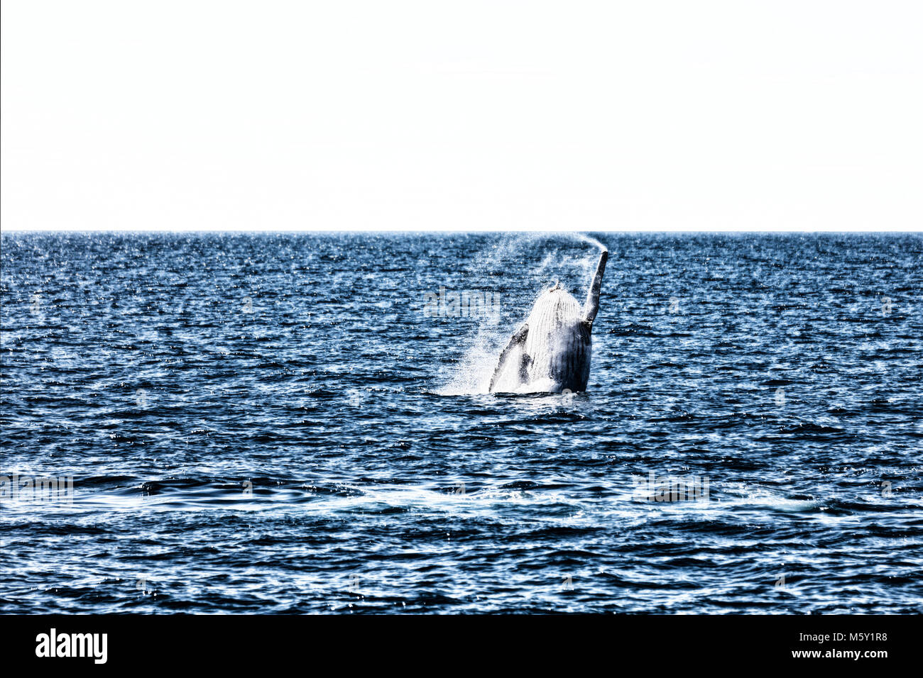 in australia a free whale in the ocean like concept of freedom Stock ...