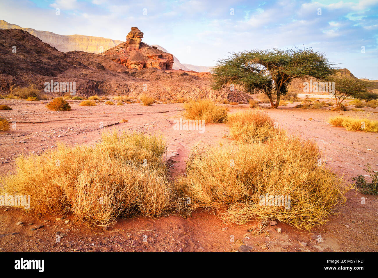 Spiral rock, tree and grass in dry sandstone Negev desert landscape of ...