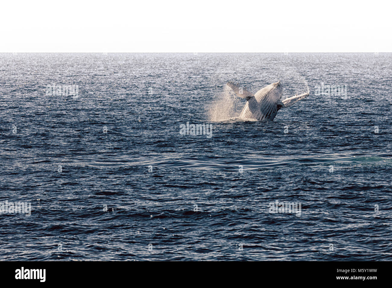 in australia a free whale in the ocean like concept of freedom Stock ...