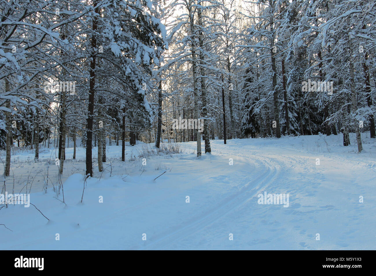 Ski track in Swedish forest Stock Photo - Alamy
