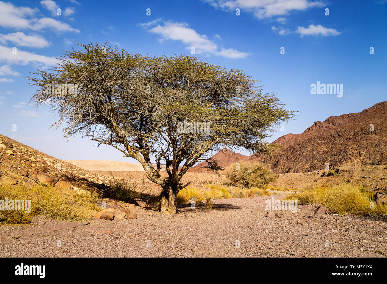 Lonely dry tree in valley of arid sandstone Negev desert near Eilat ...
