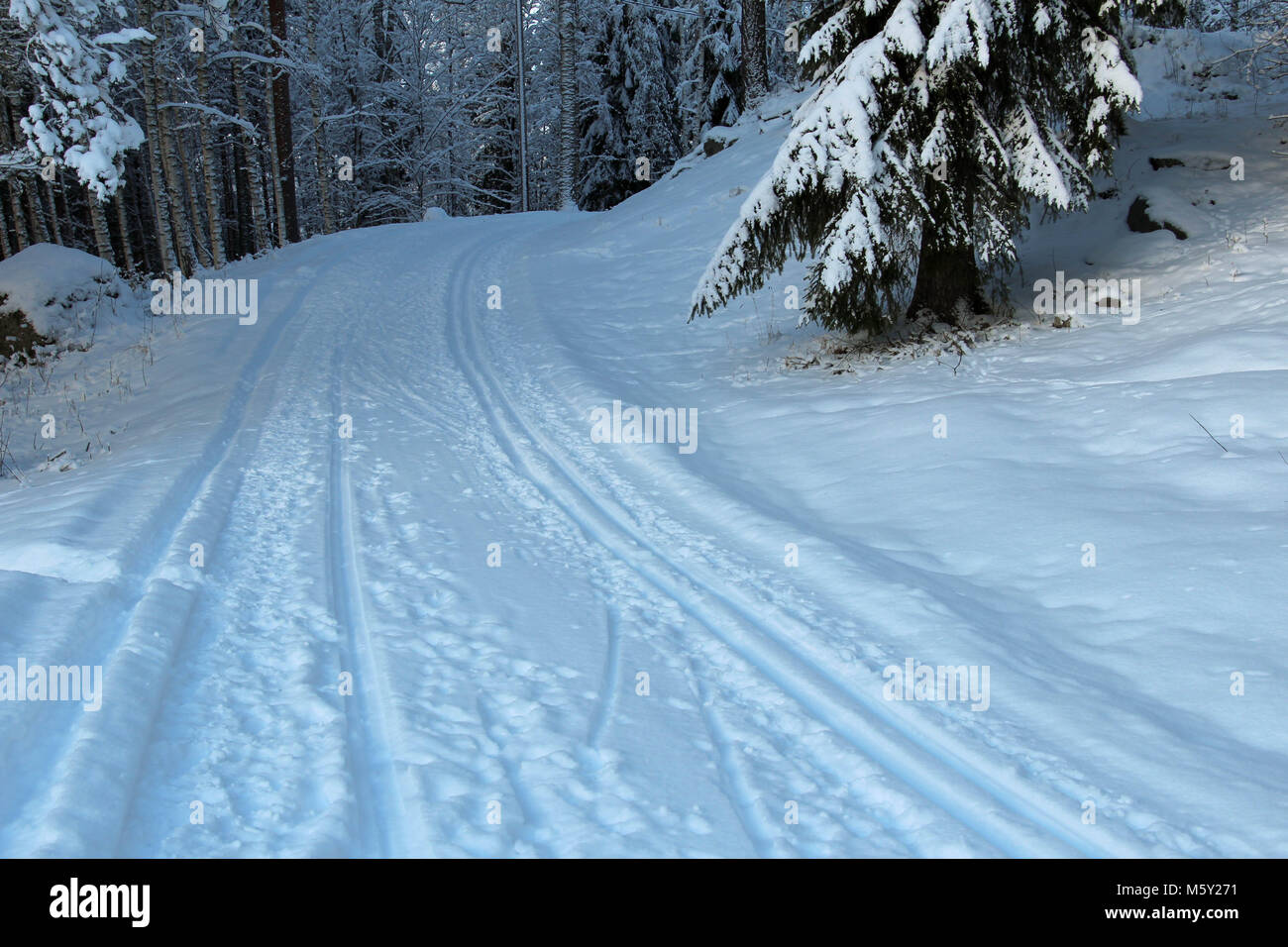 Ski track in Swedish forest Stock Photo - Alamy