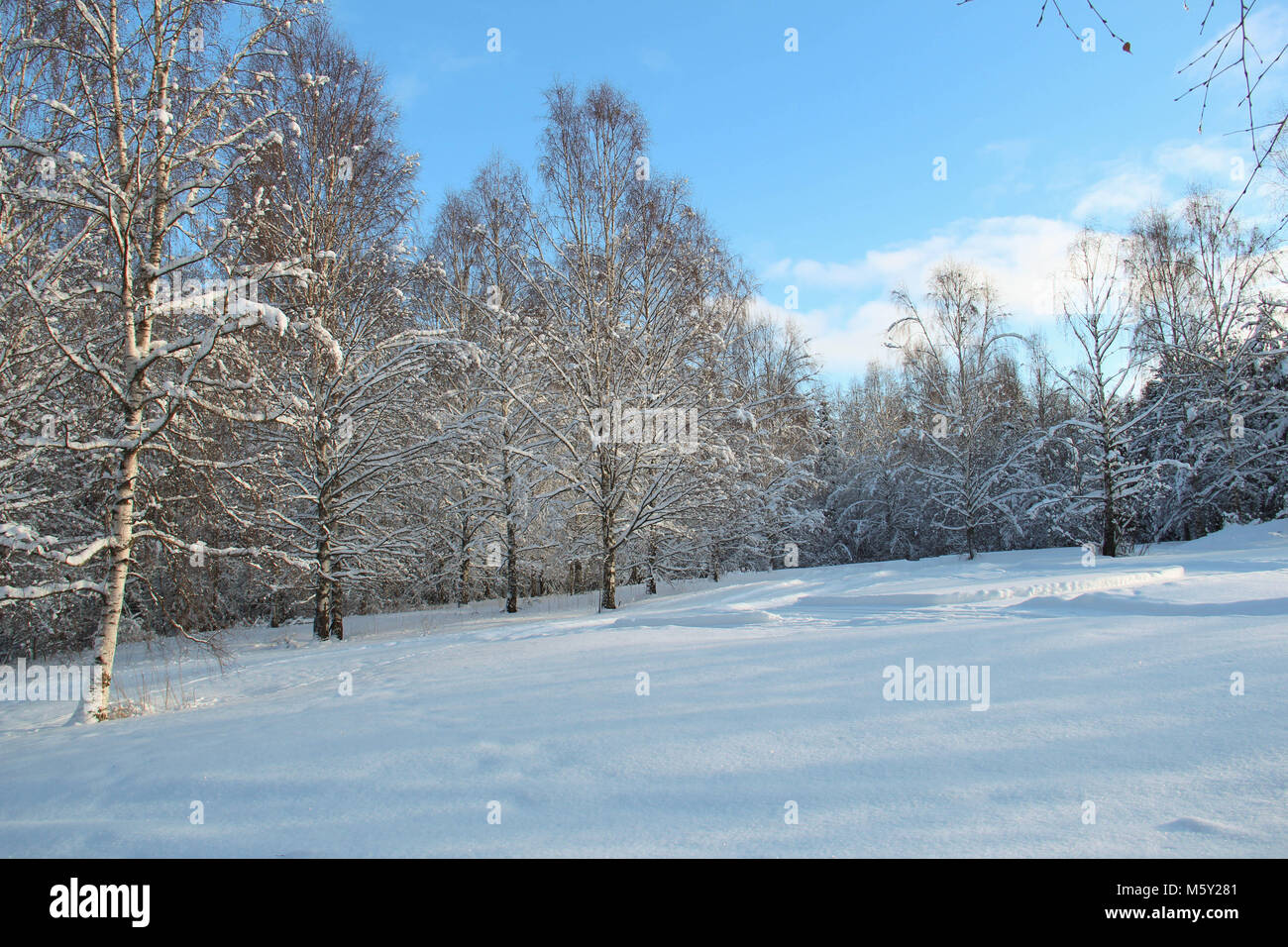 Swedish meadow and forest on a sunny winter day Stock Photo - Alamy