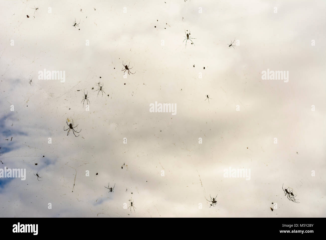 Kalaw: cob web, spiders, , Shan State, Myanmar (Burma Stock Photo - Alamy