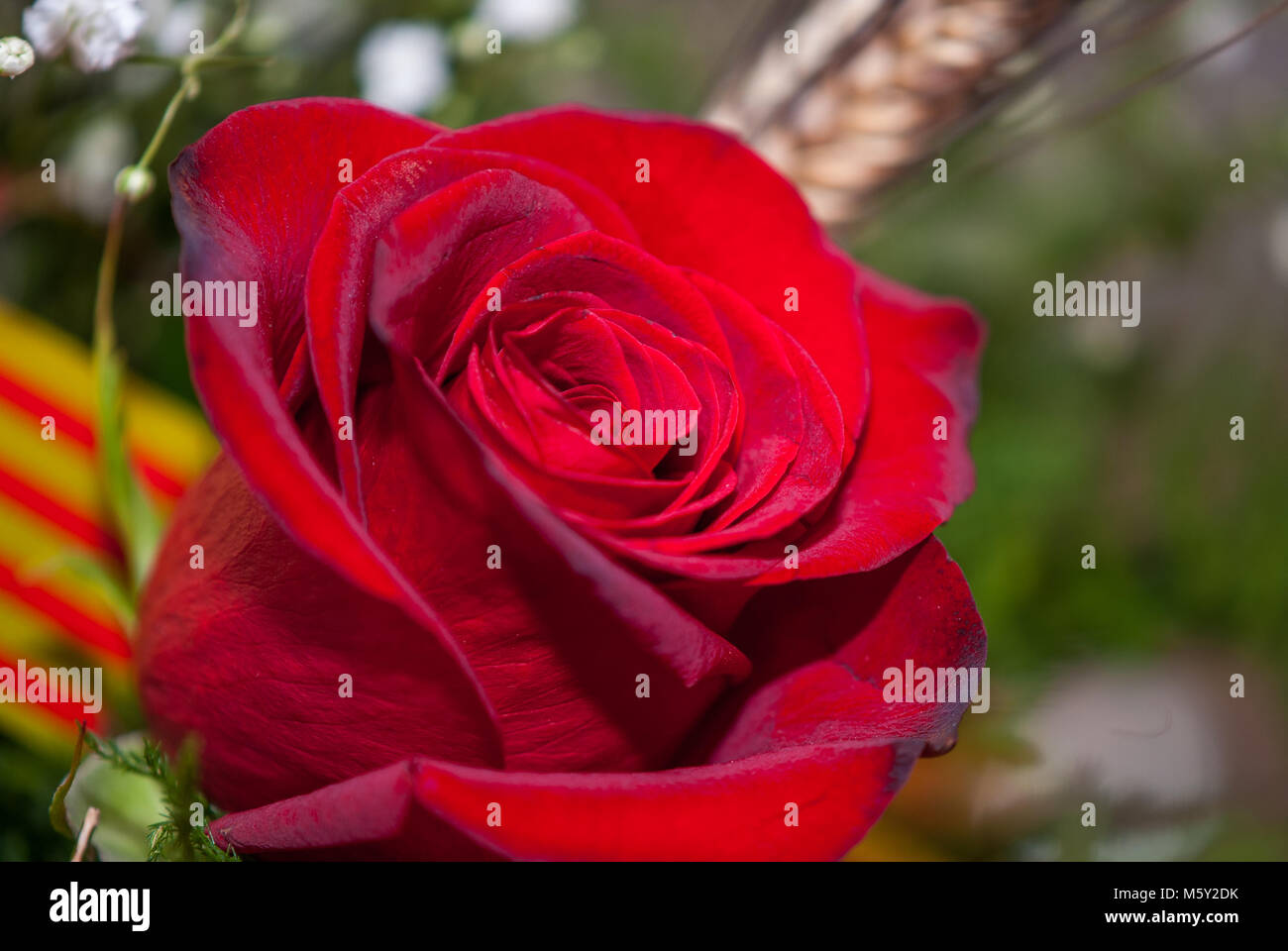 Red rose flag hi-res stock photography and images - Alamy