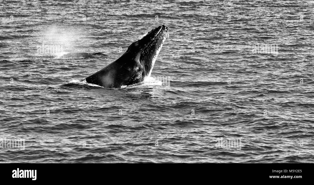 in australia a free whale in the ocean like concept of freedom Stock ...