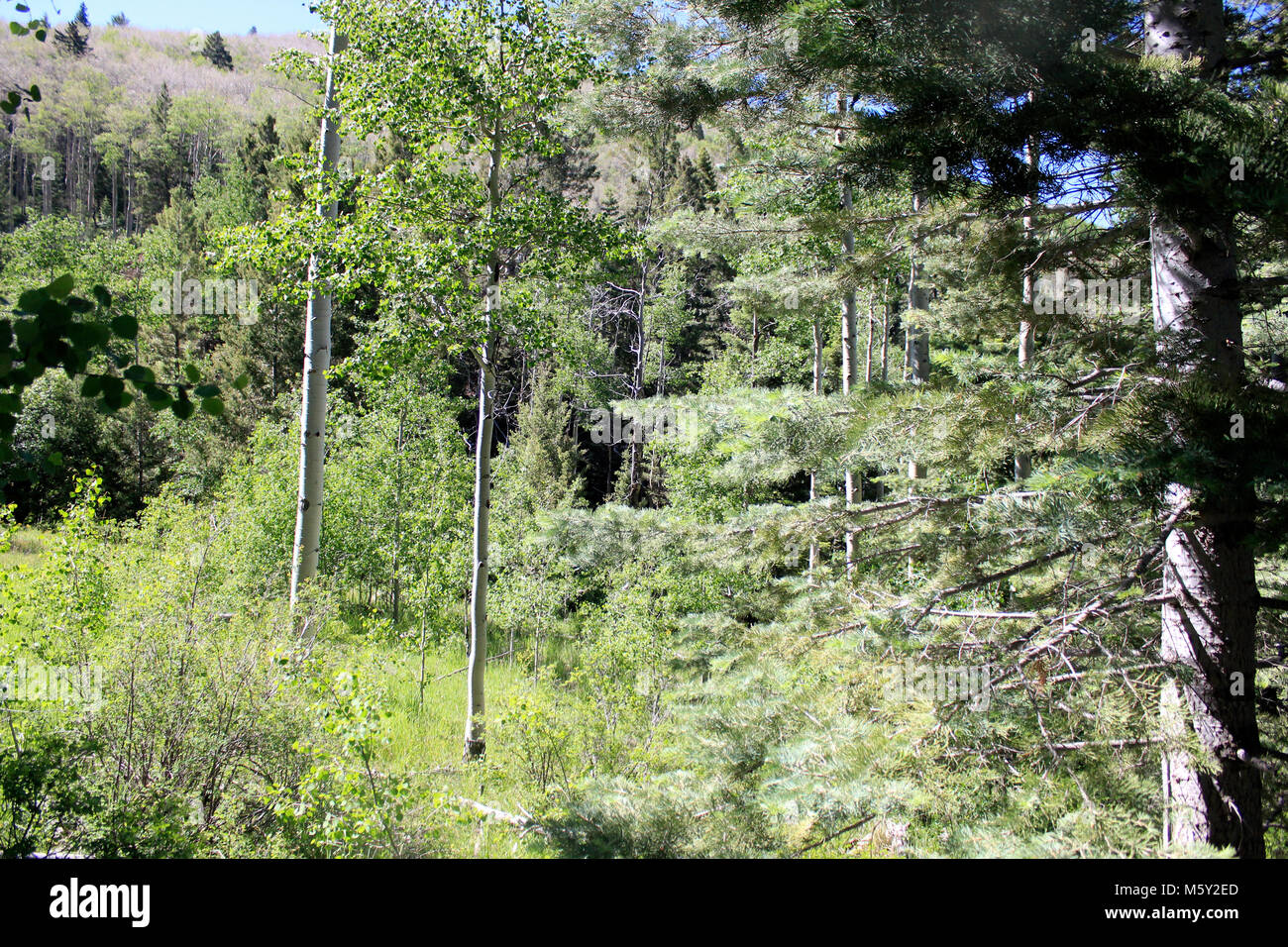 Trees line the mountain side Stock Photo - Alamy