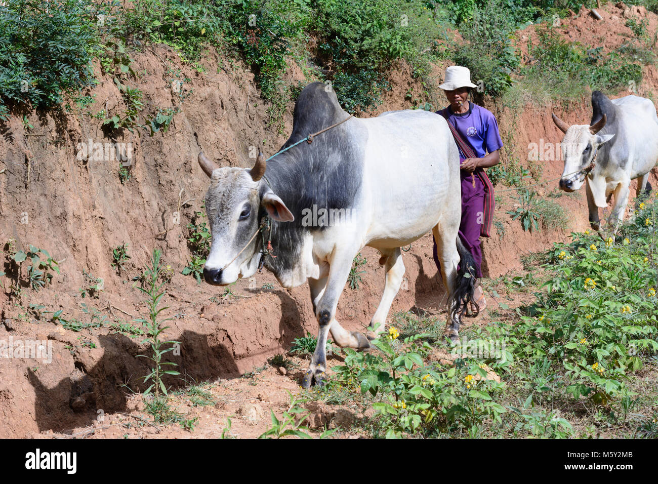 Kalaw: farmer, driving cow, , Shan State, Myanmar (Burma Stock Photo ...