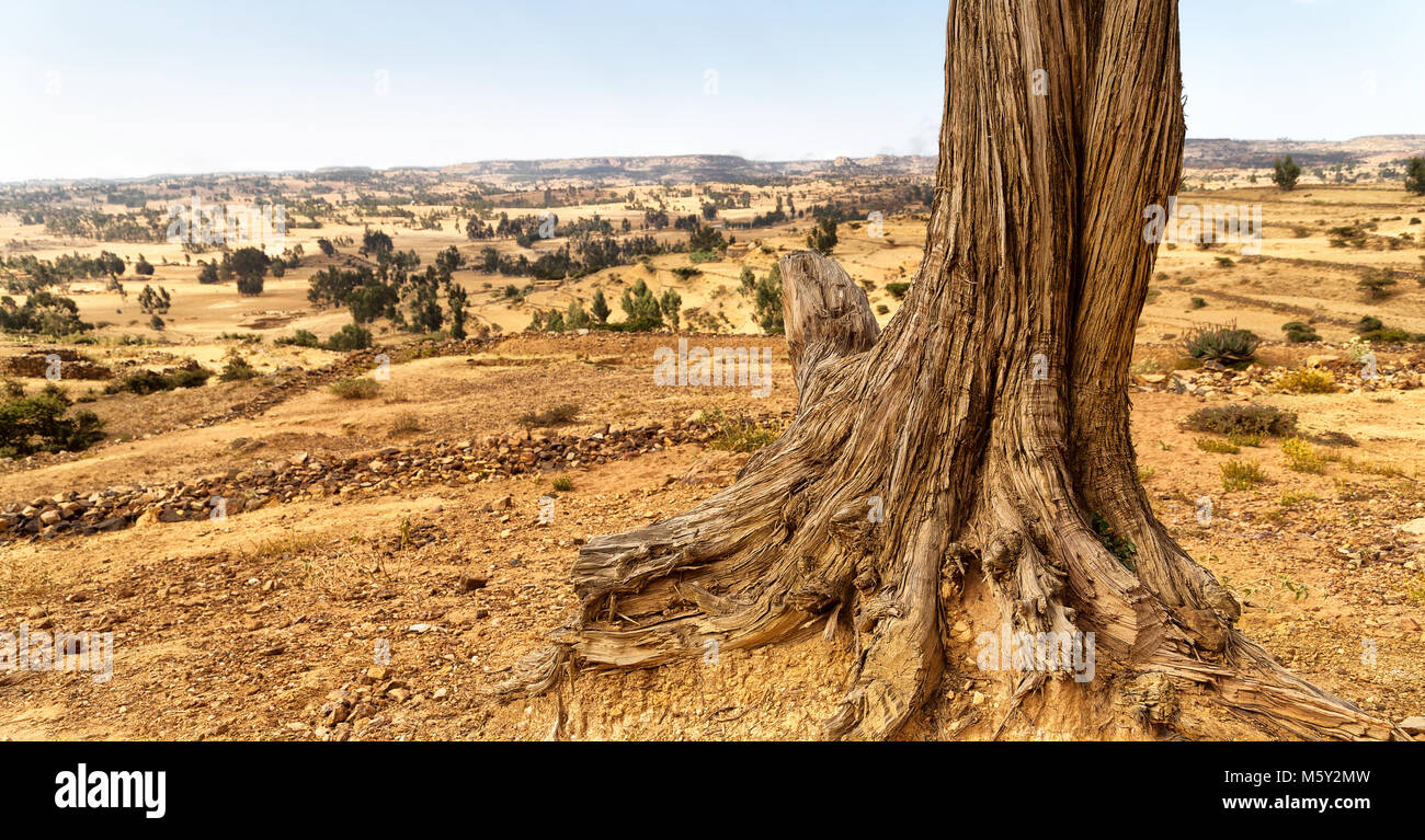 in ethiopia africa in the old valley a dead tree and his roots in the ...