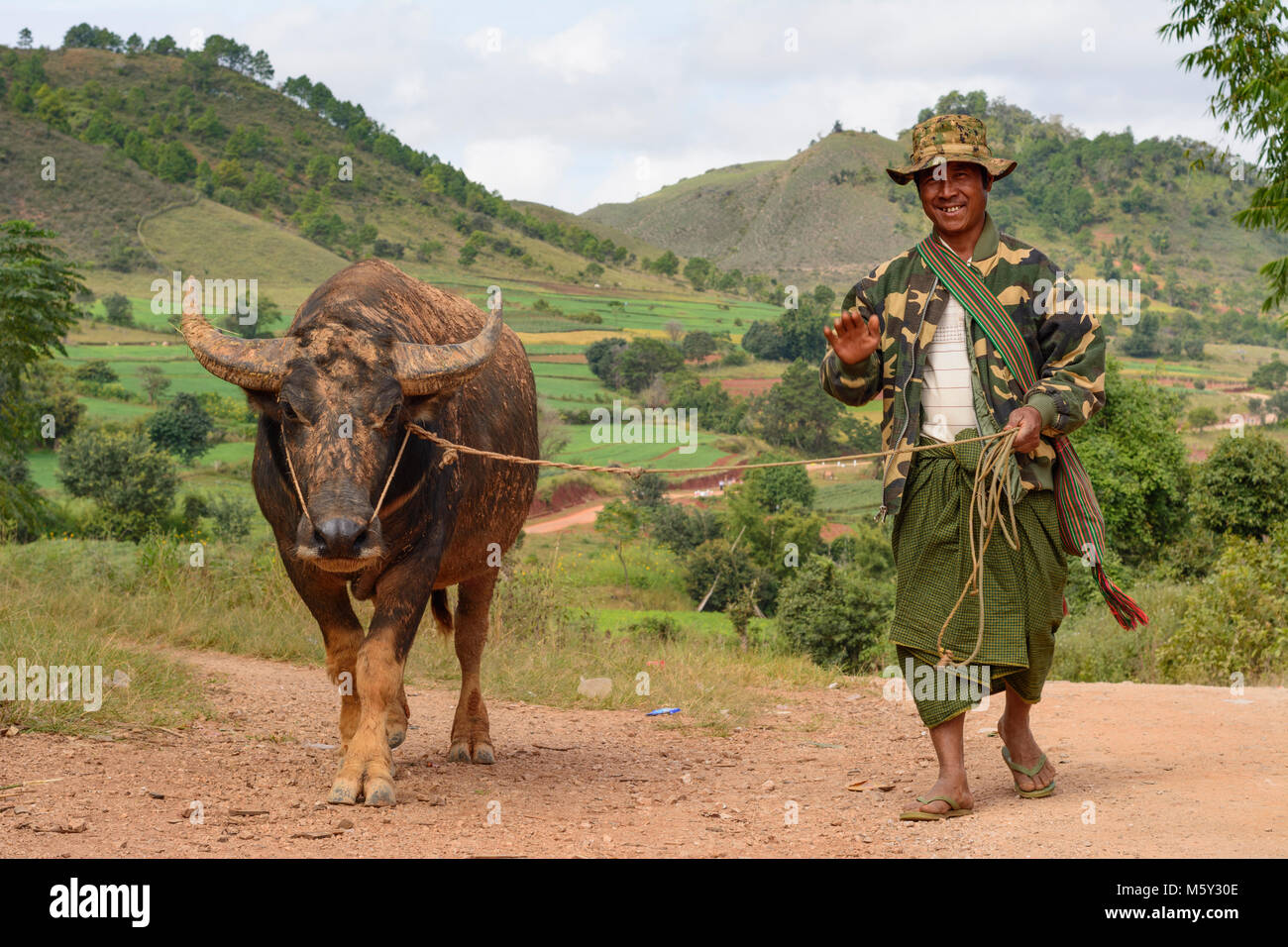 Kalaw: man farmer drives water buffalo, , Shan State, Myanmar (Burma ...