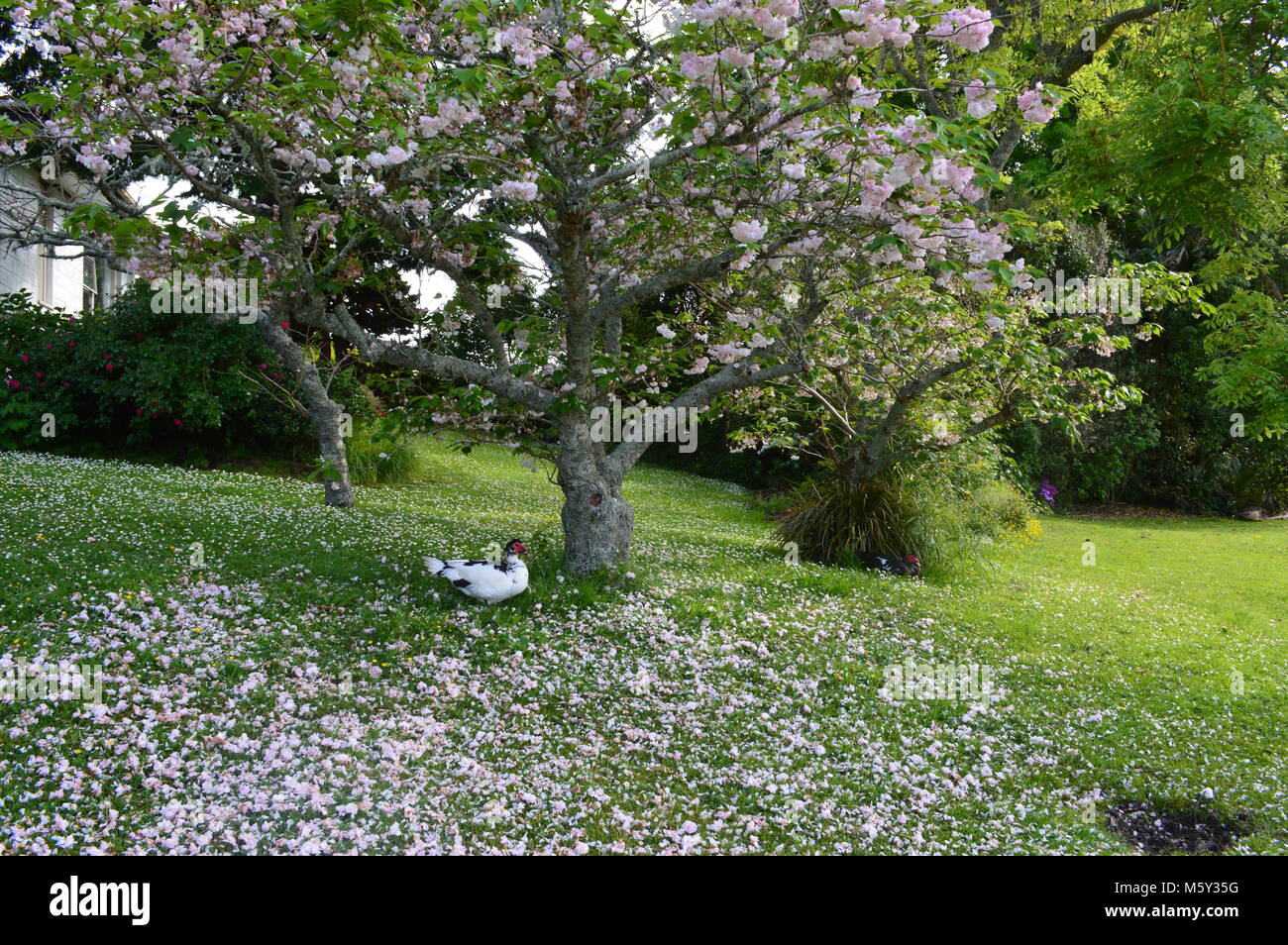 bird under tree Stock Photo - Alamy