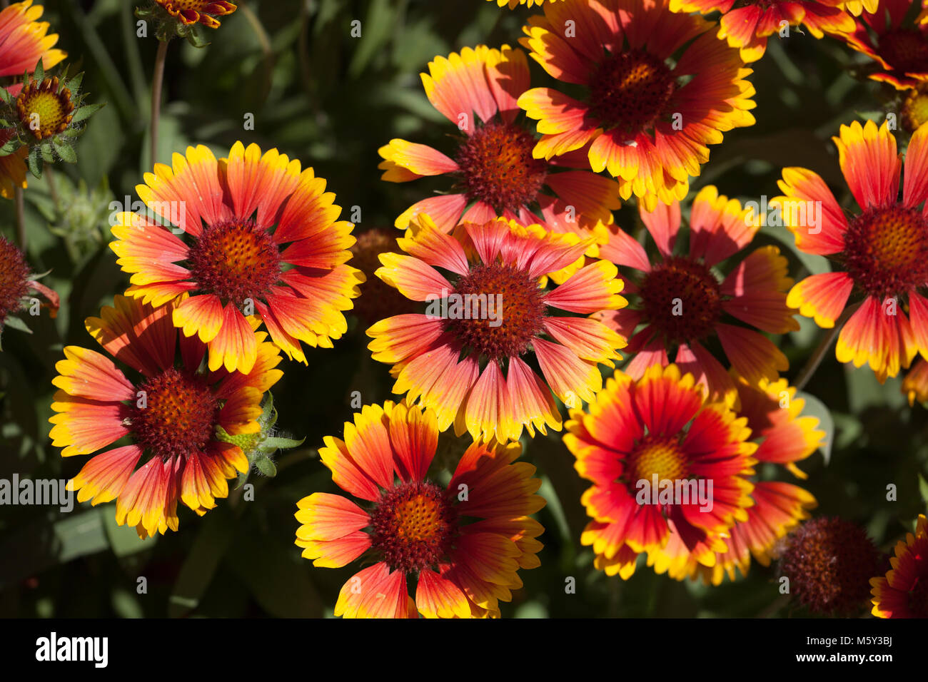 Annual blanketflower hi-res stock photography and images - Alamy