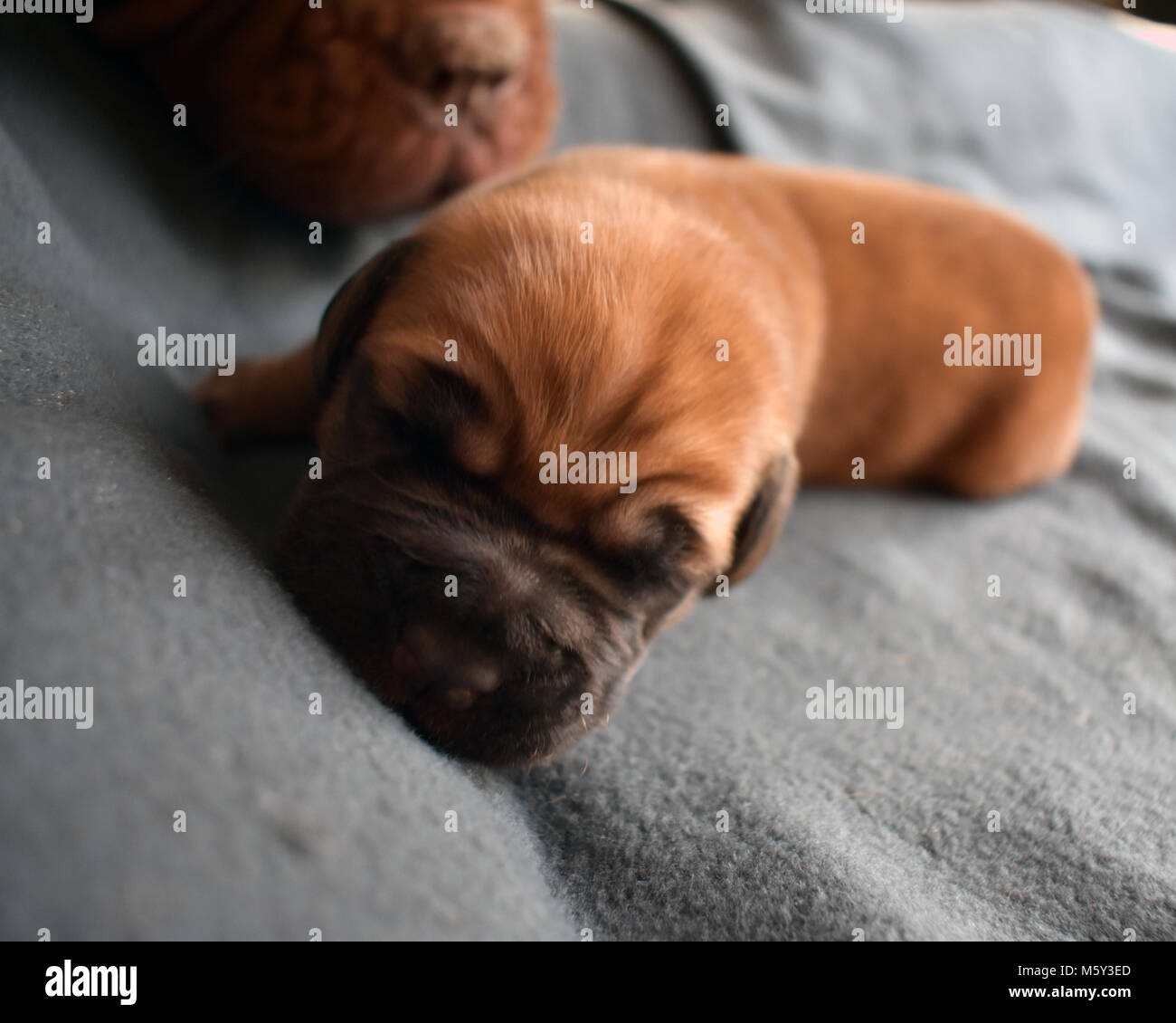 Seven days old hi-res stock photography and images - Alamy