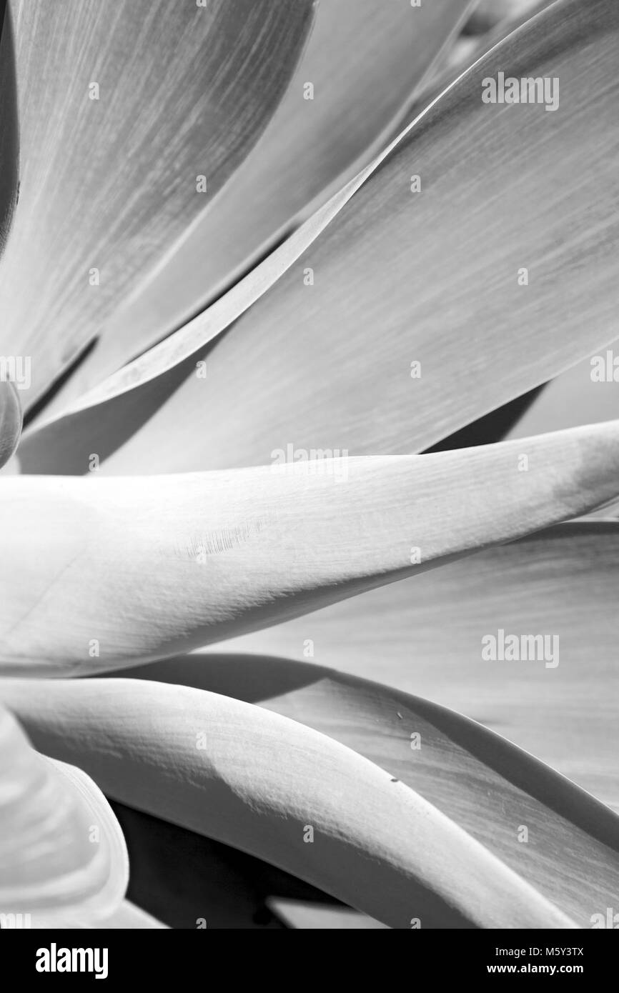 texture and close up of a leaf like abstract background Stock Photo - Alamy