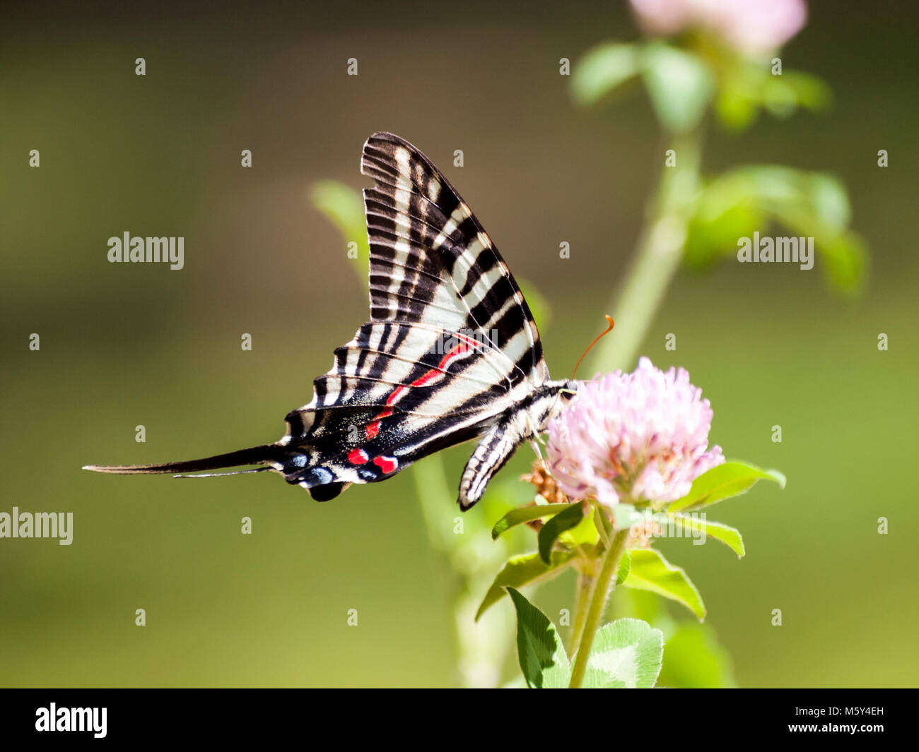 Zebra swallowtail hi-res stock photography and images - Alamy