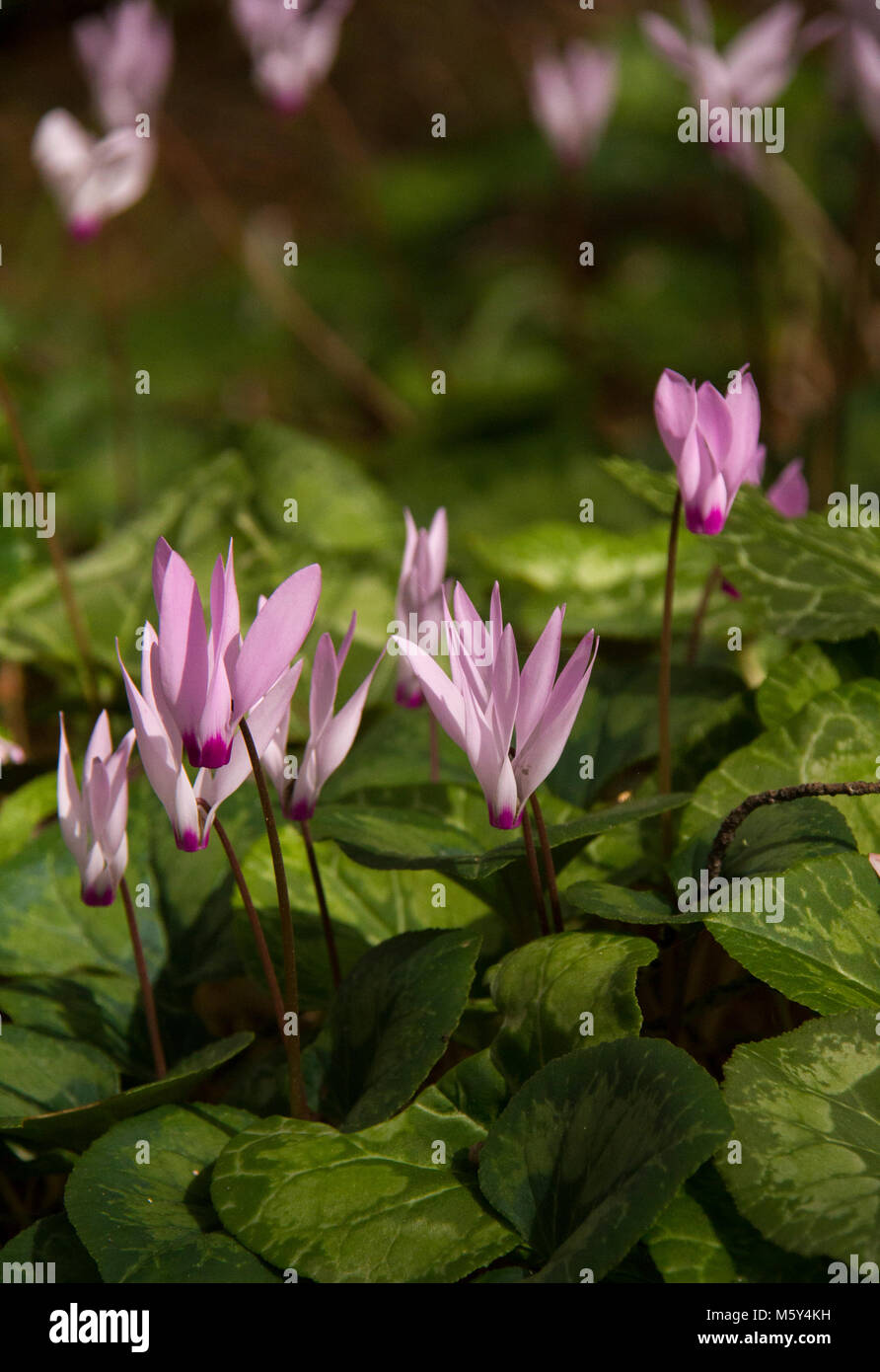 Wild Cyclamen High Resolution Stock Photography and Images - Alamy