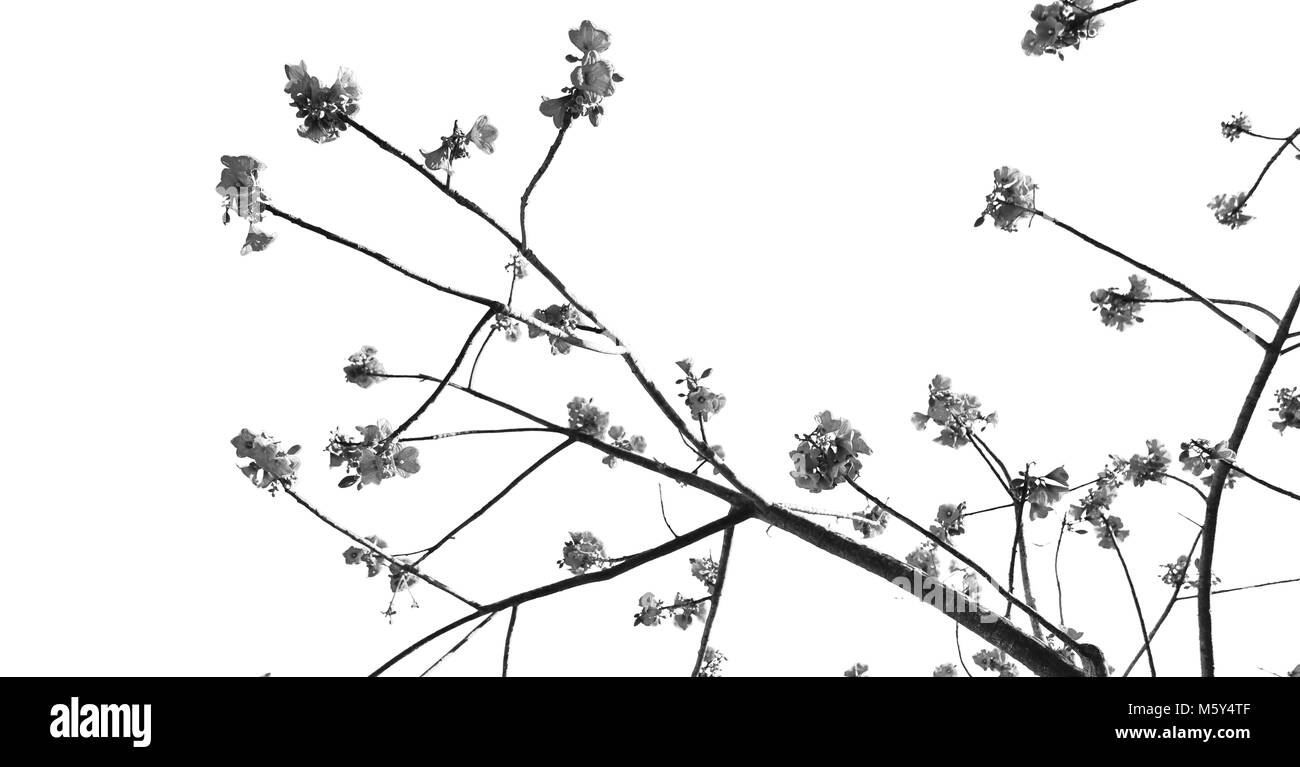 Plant in garden australia Black and White Stock Photos & Images - Alamy