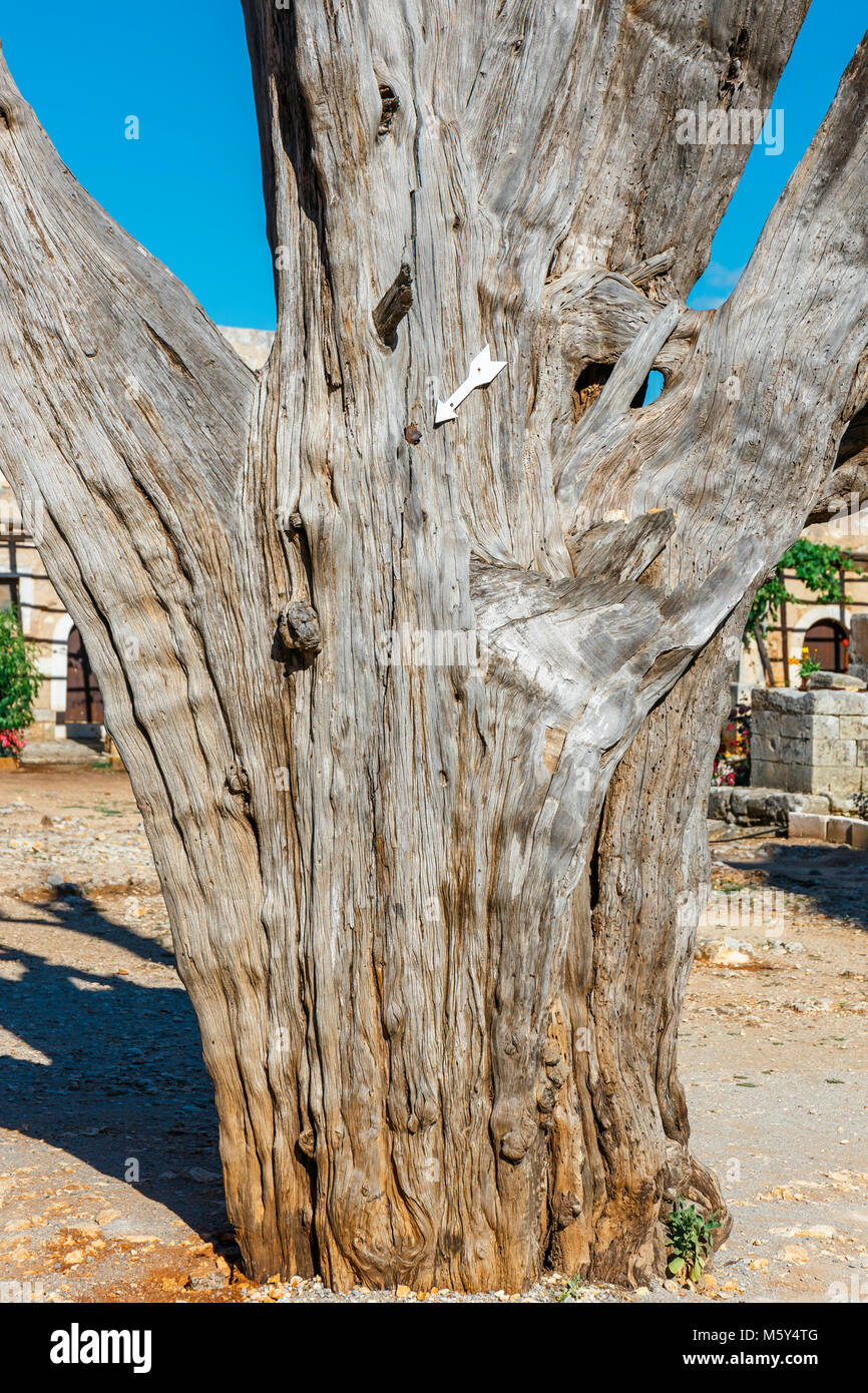 Old tree in the courtyard of the basilica Arkadi monastery on Crete ...