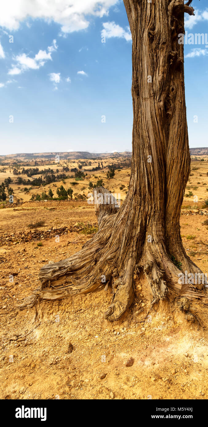 in ethiopia africa in the old valley a dead tree and his roots in the ...