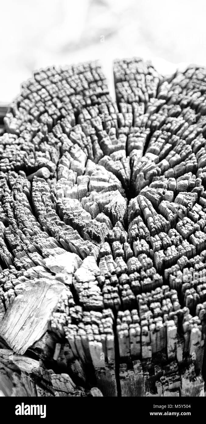 abstract texture of a surface tree like background grain Stock Photo ...