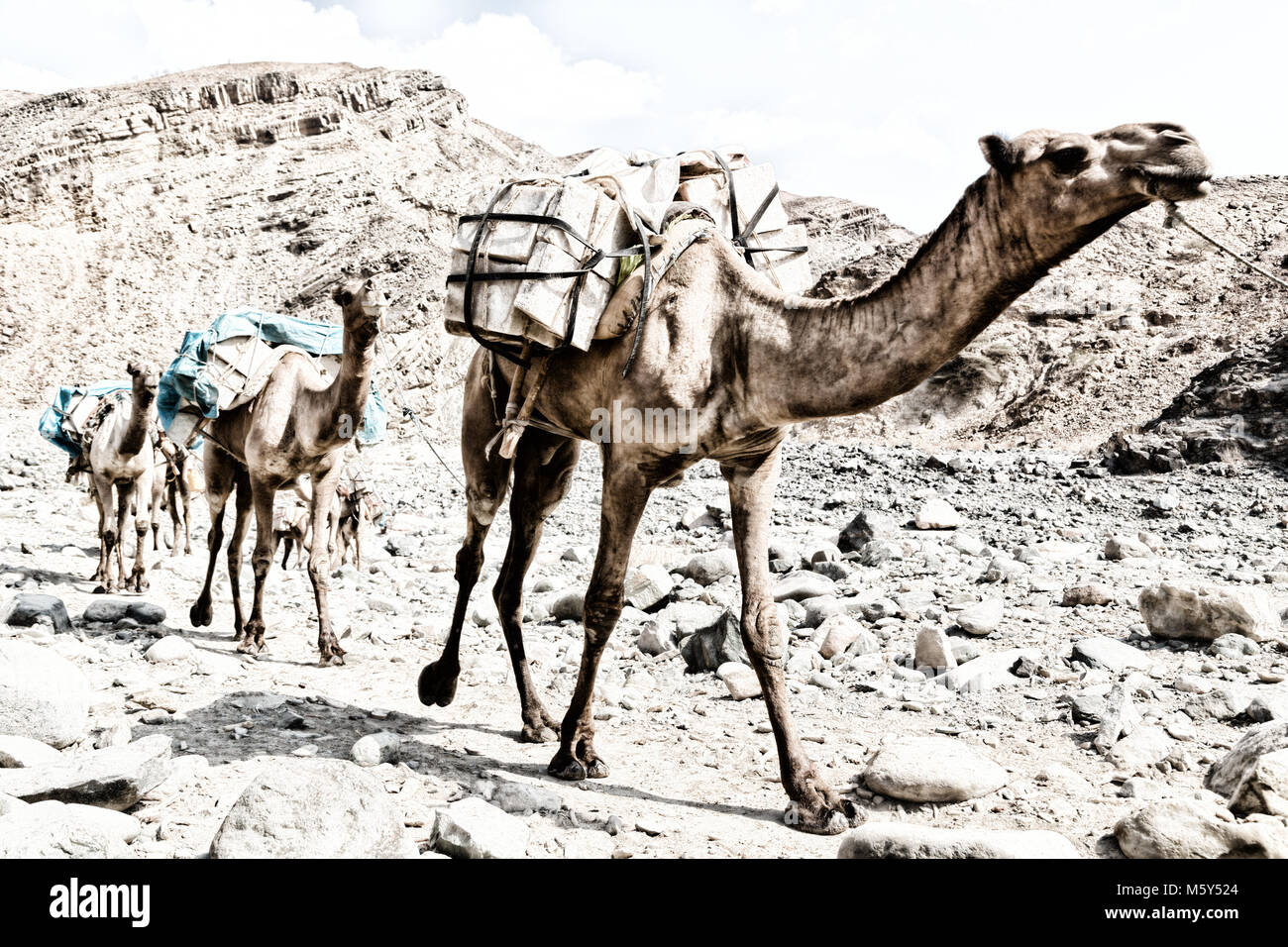 Camel dromedary loading hi-res stock photography and images - Alamy