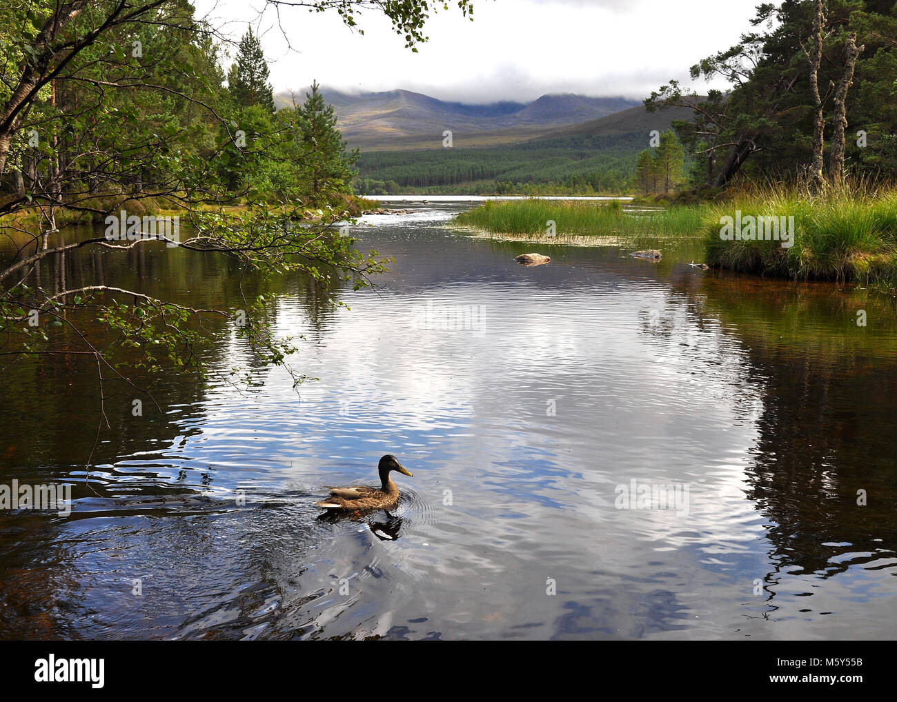 Loch with forest, trees, reflection, swimming duck, clouds and ...