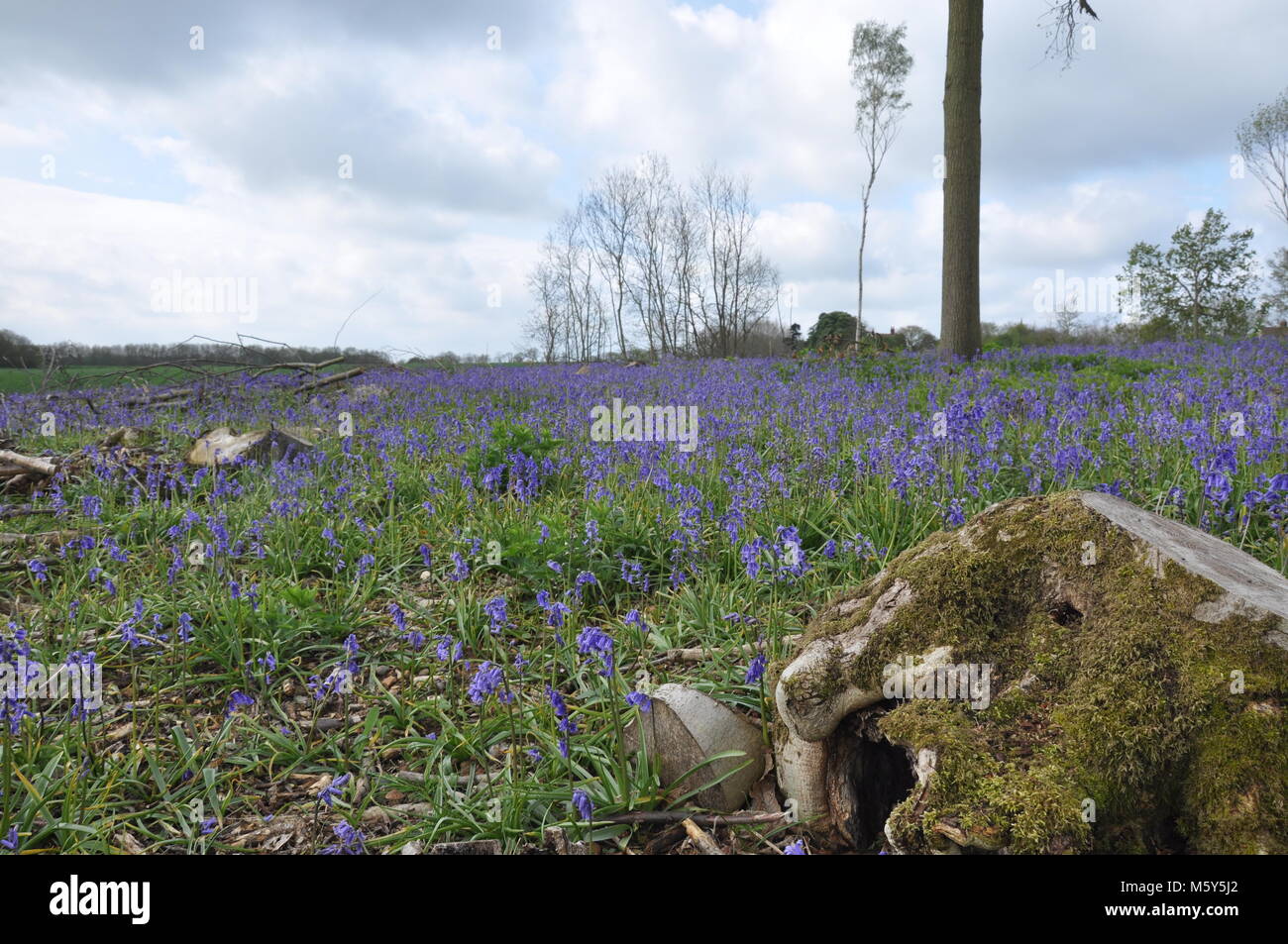 Low picture of Bluebells at Ranscombe Park Farm Nature Reserve, Kent ...