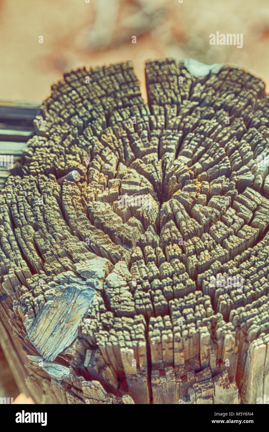 abstract texture of a surface tree like background grain Stock Photo ...